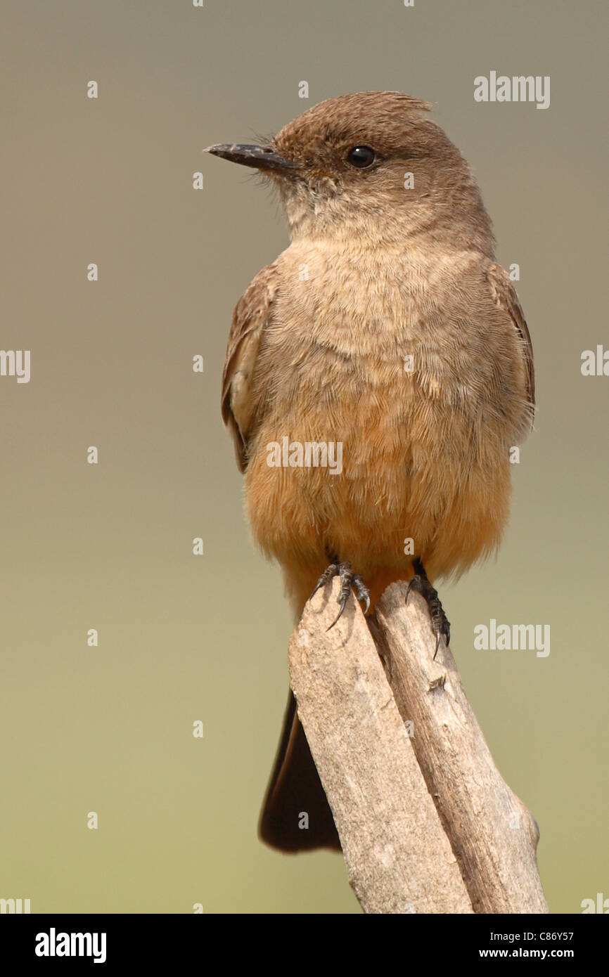 Say''s Phoebe giving a sharp look from the top of its perch Stock Photo ...