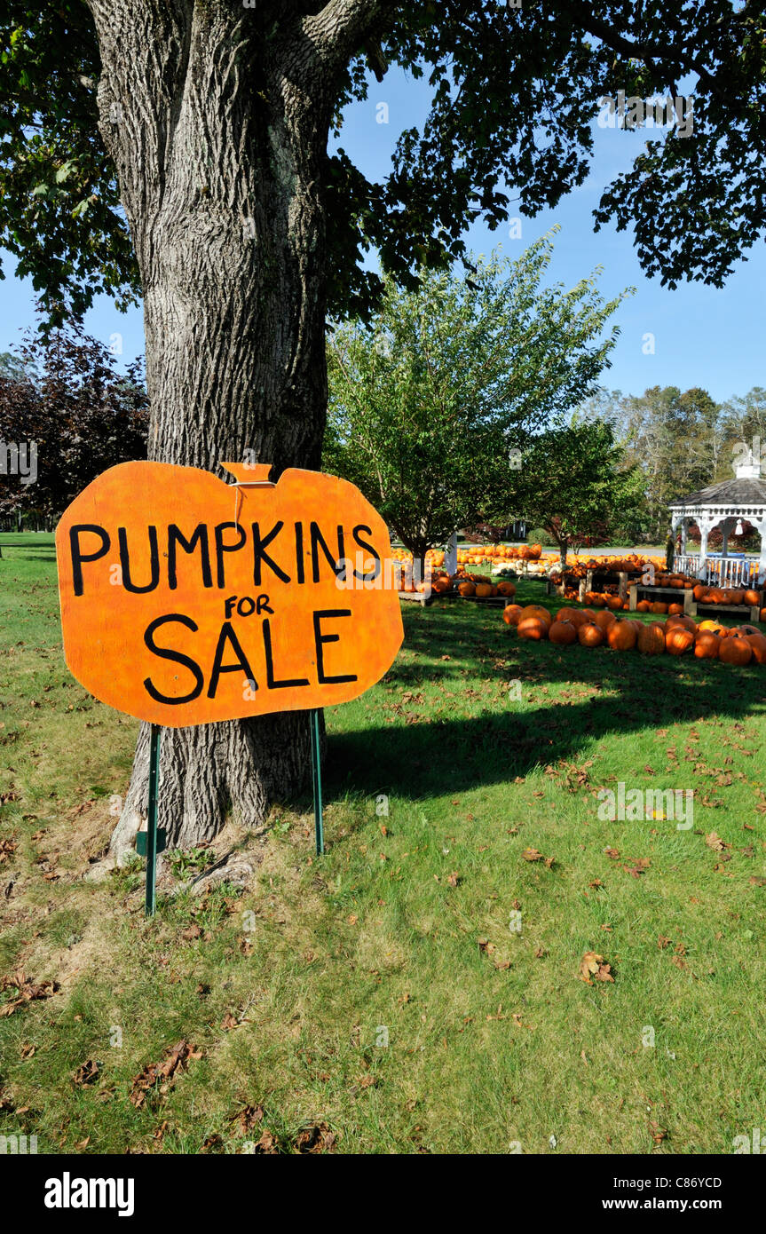 Pumpkins for sale sign leaning against a tree with lots of pumpkins in ...