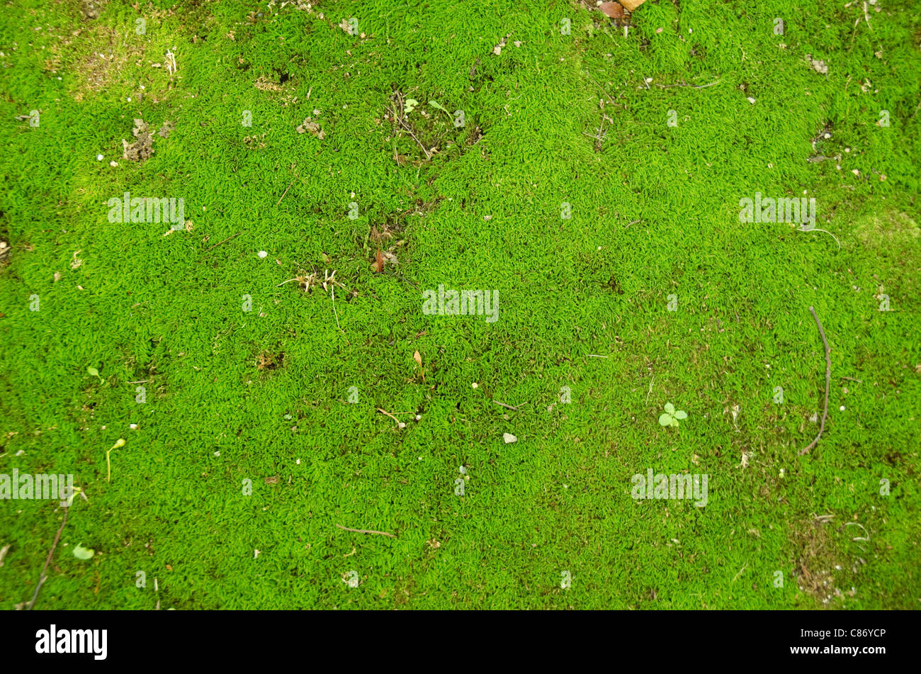Closeup of a moss in forest, green background Stock Photo - Alamy