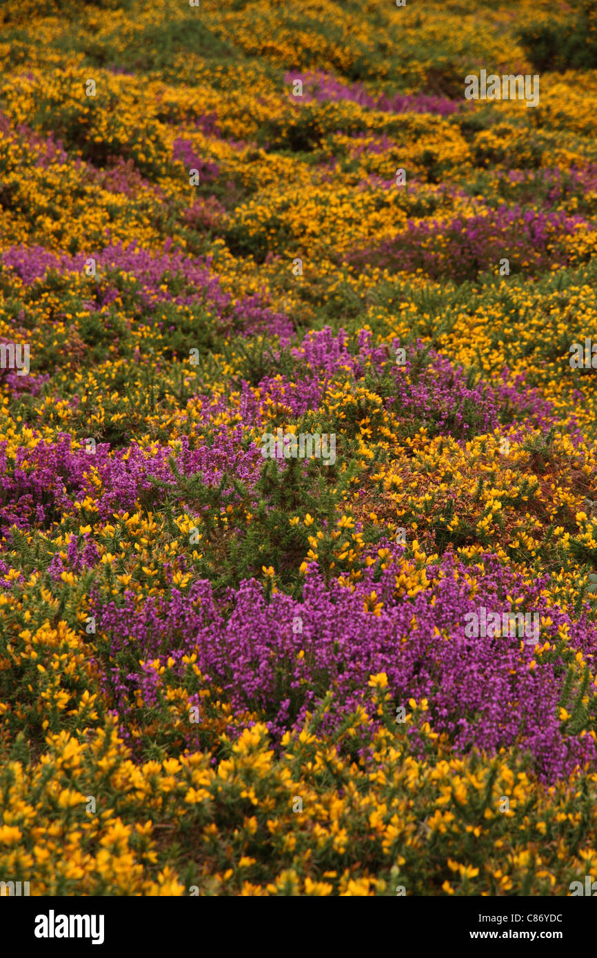 Yellow Gorse (or Furze, Furse or Whin) and Purple Heather Flowers on ...