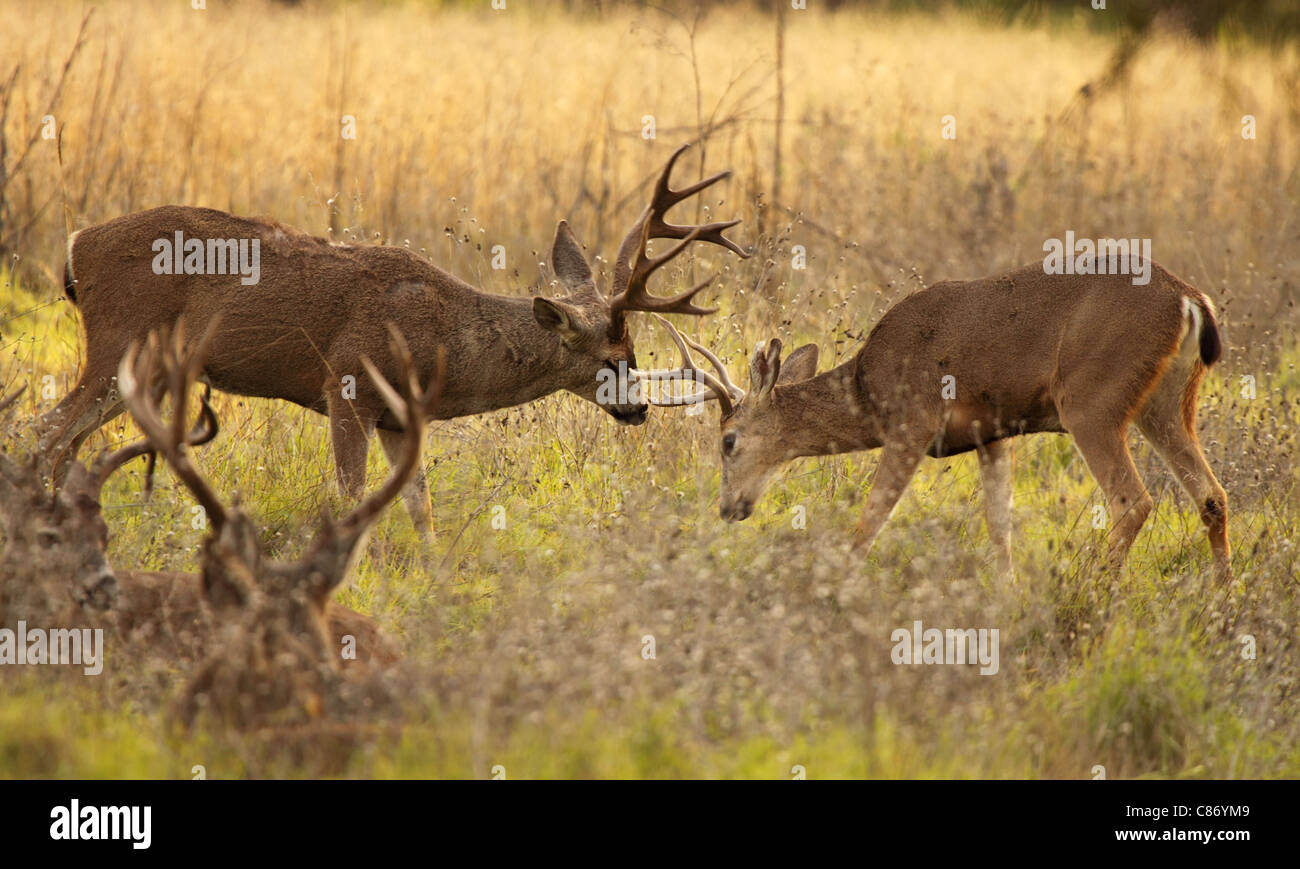A pair of Black-tailed Deer buck fighting during autumn in California ...