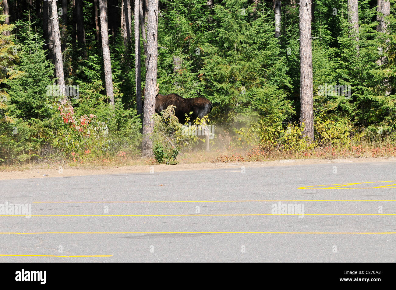 Breaking moose beside parking lot going into bush Stock Photo - Alamy