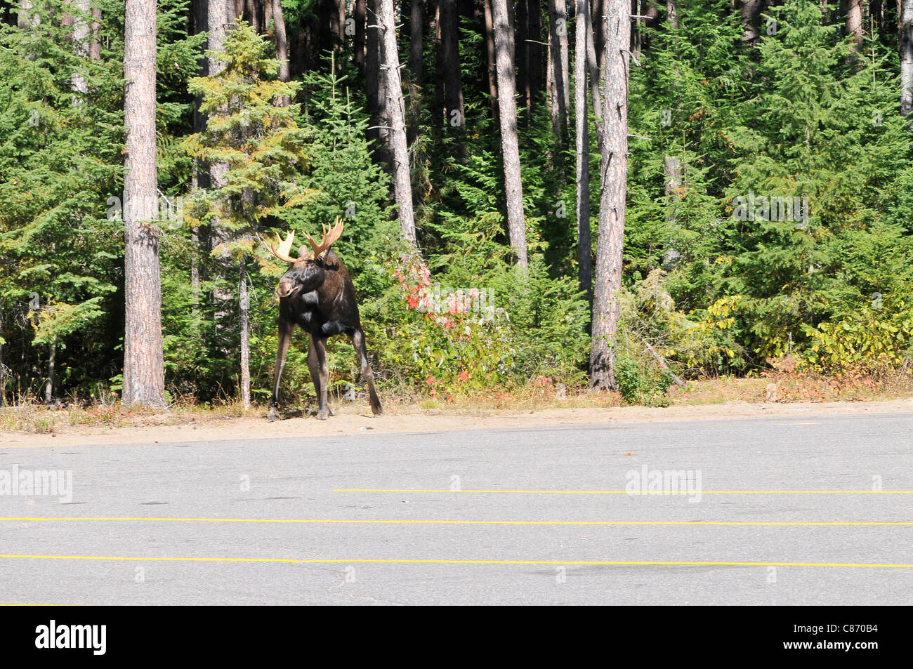 Standing moose beside parking lot Stock Photo - Alamy