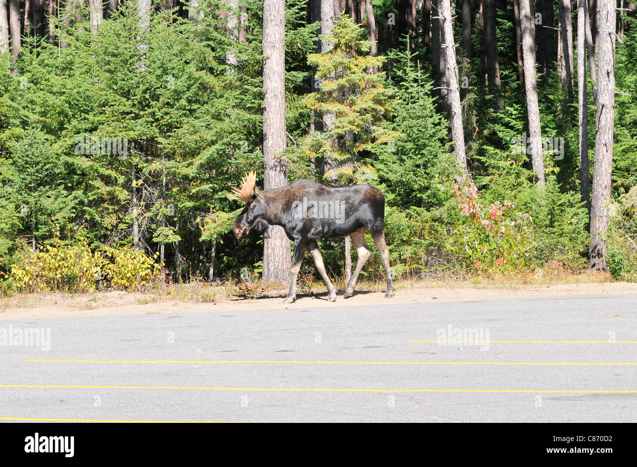 Walking moose beside parking lot Stock Photo - Alamy