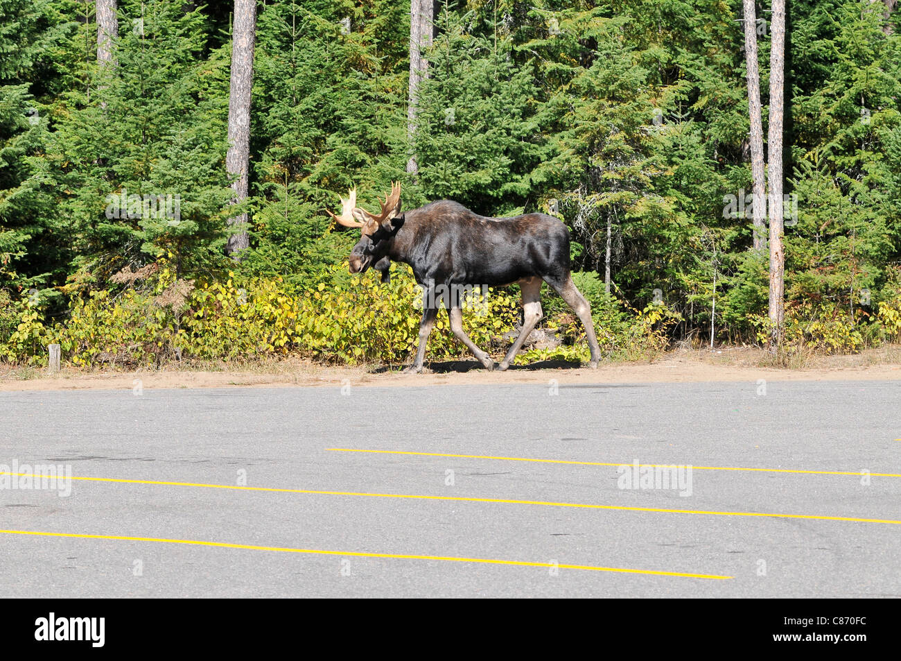 Walking moose beside parking lot Stock Photo - Alamy