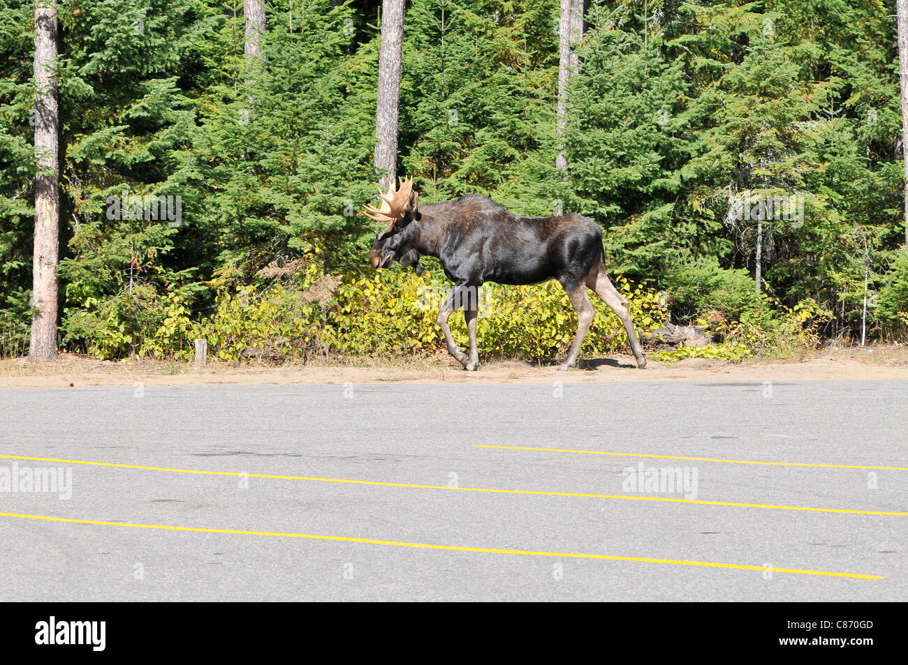 Walking moose beside parking lot Stock Photo - Alamy