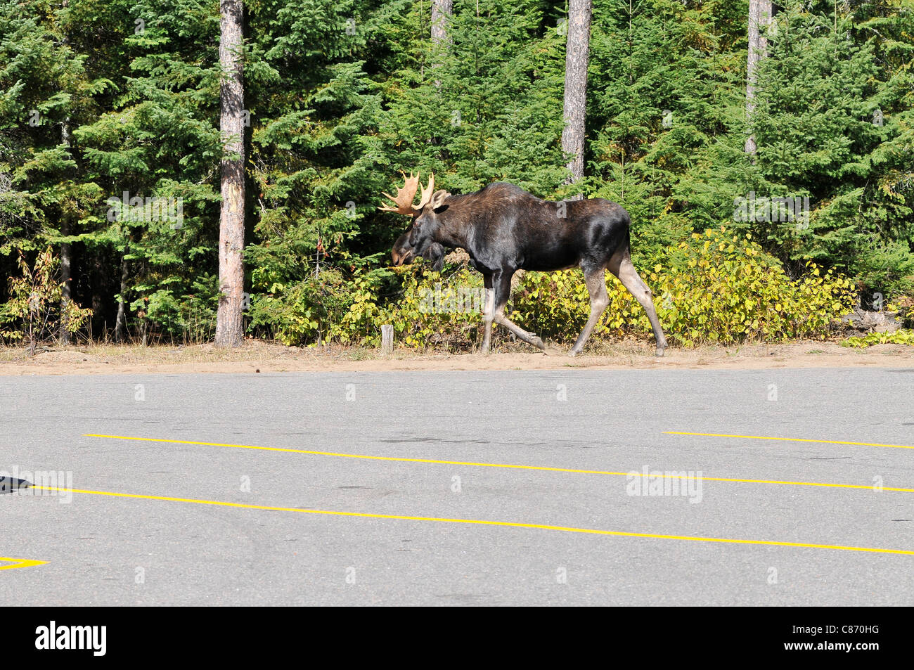 Moose walking hi-res stock photography and images - Alamy