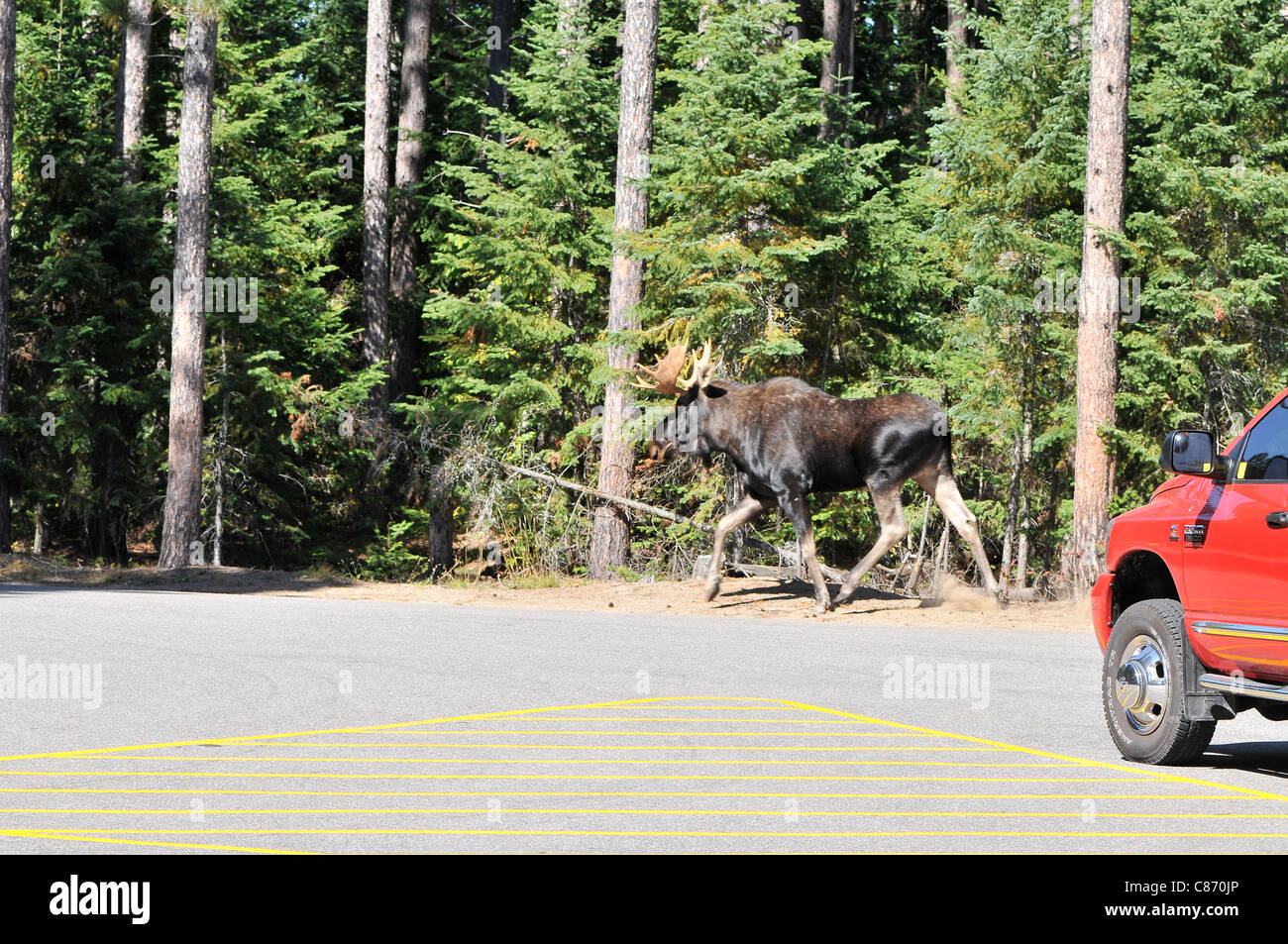Walking moose beside parking lot near truck Stock Photo - Alamy