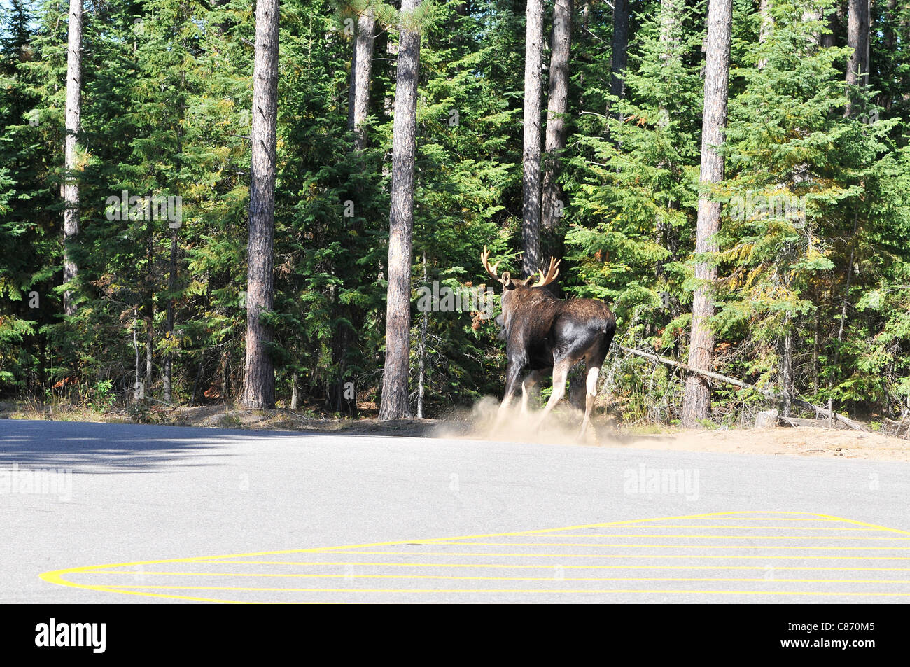 Breaking moose beside parking lot Stock Photo - Alamy