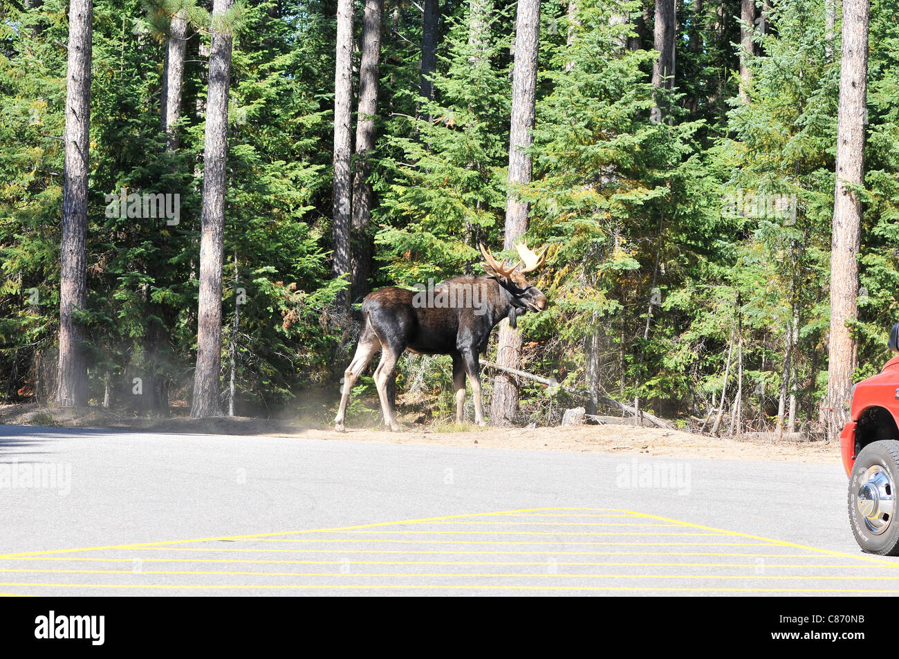 Standing moose on parking lot near truck Stock Photo - Alamy