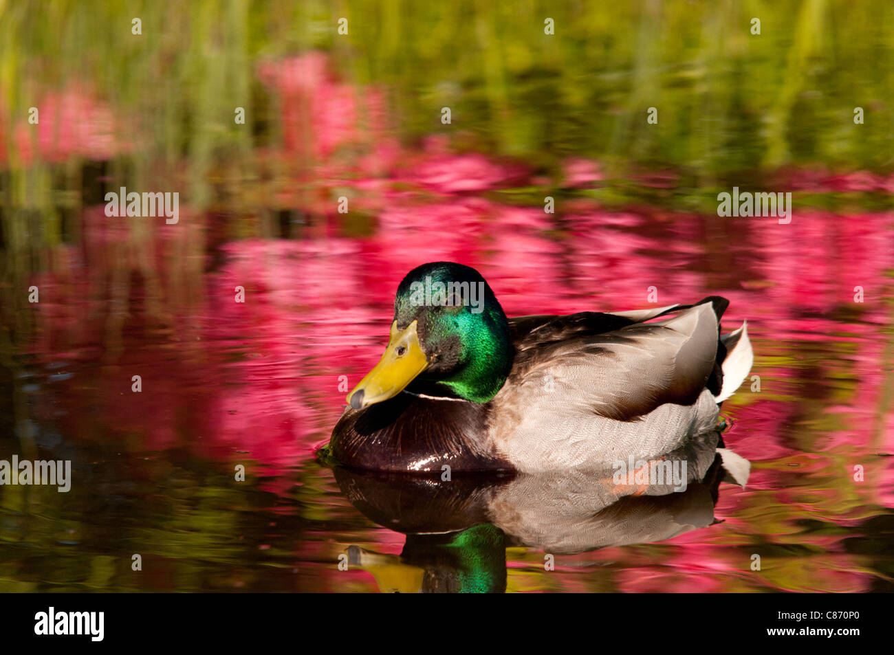 Male Mallard duck and spring flowers reflecting on the water Stock ...
