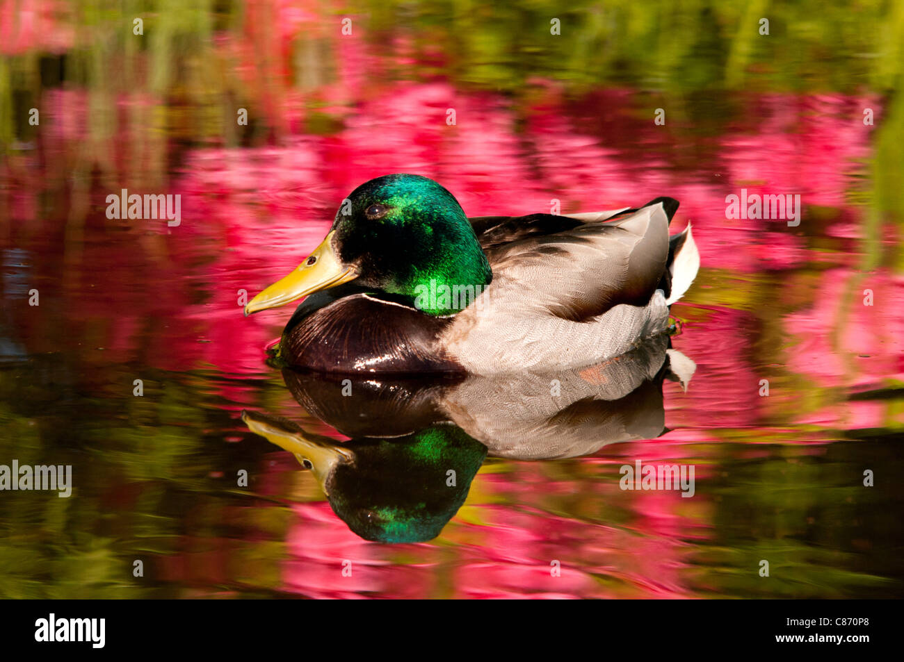 Male Mallard duck and spring flowers reflecting on the water Stock ...