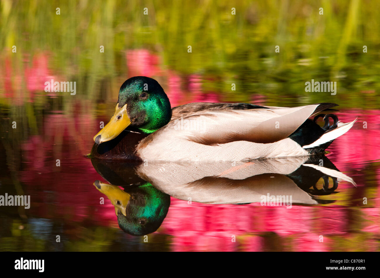 Male Mallard duck and spring flowers reflecting on the water Stock ...