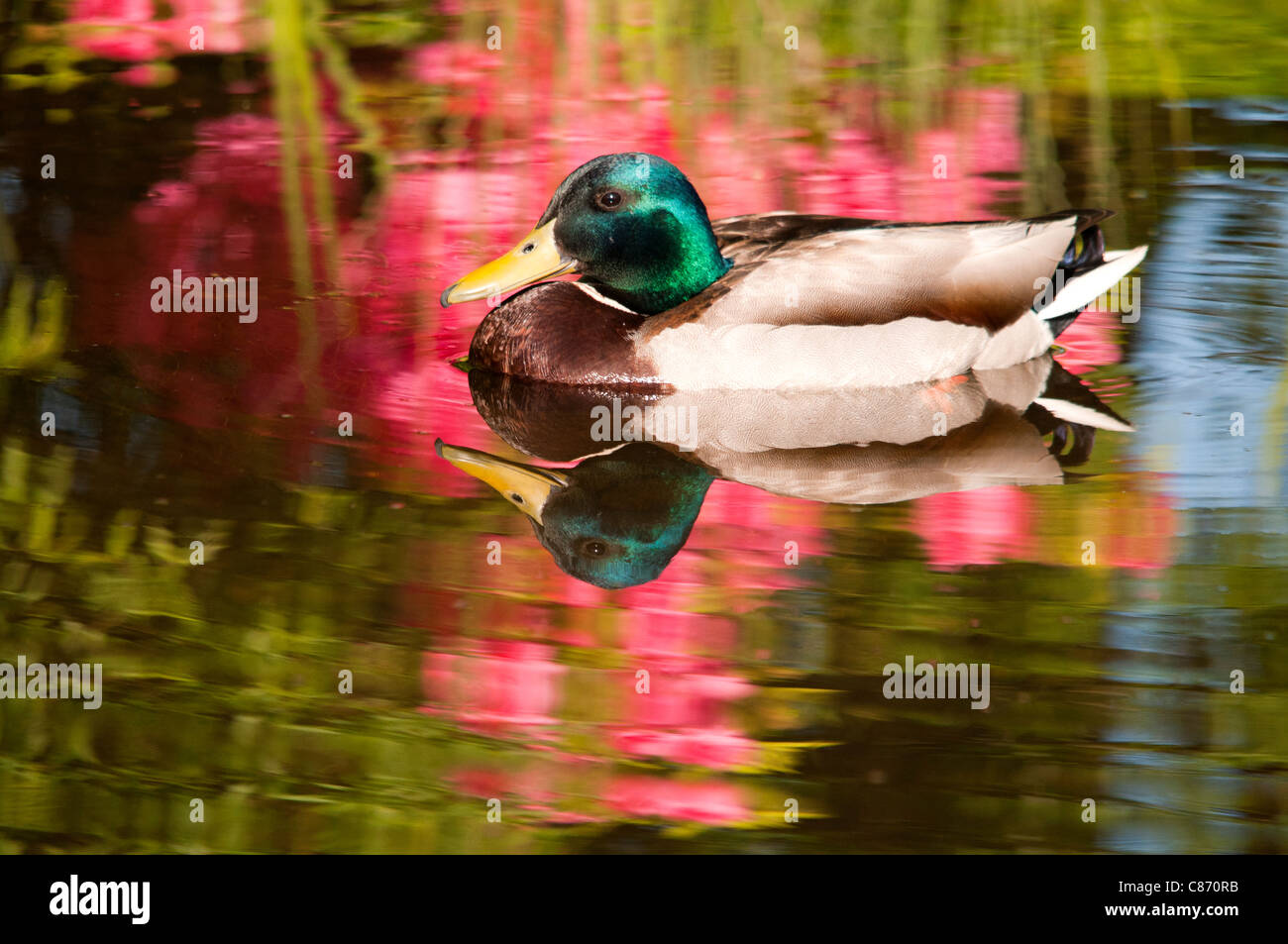 Male Mallard duck and spring flowers reflecting on the water Stock ...