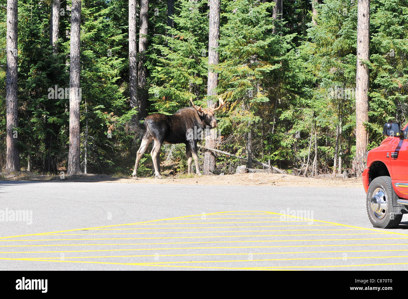 Standing moose on parking lot near truck Stock Photo - Alamy