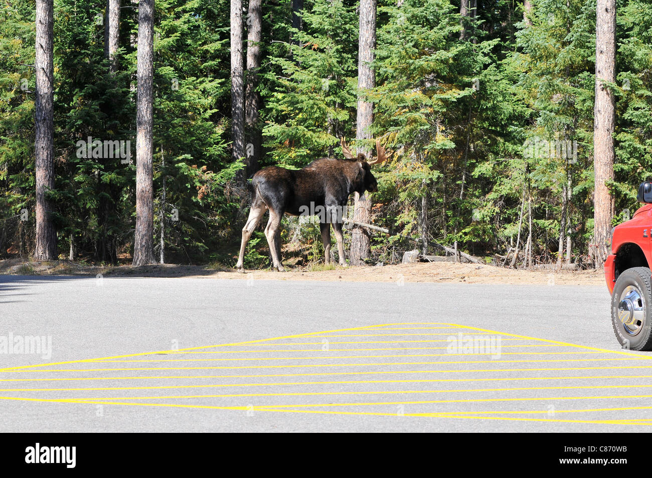 Standing moose on parking lot near truck Stock Photo - Alamy