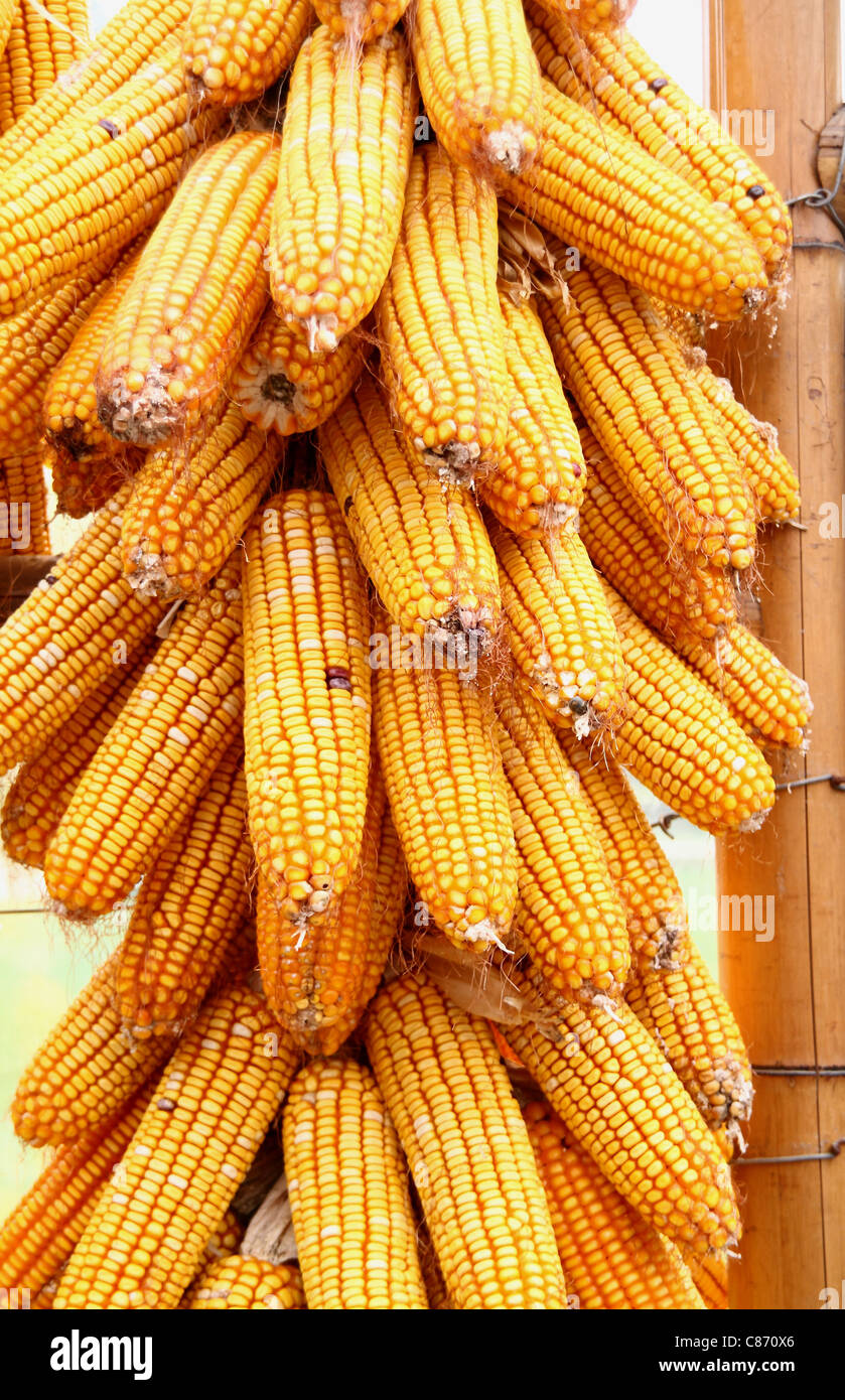 yellow ripe corn collected in autumn Stock Photo - Alamy