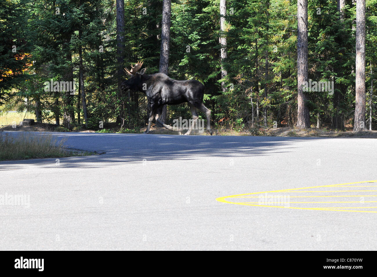 Running moose hi-res stock photography and images - Alamy