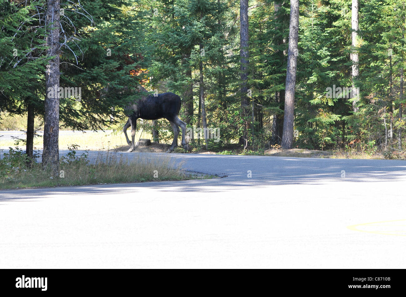 Running moose hi-res stock photography and images - Alamy