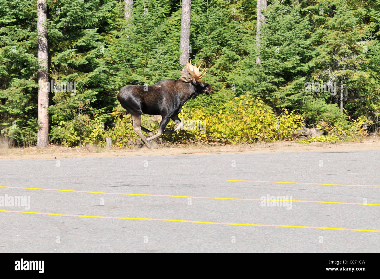 Galloping moose on the run Stock Photo - Alamy