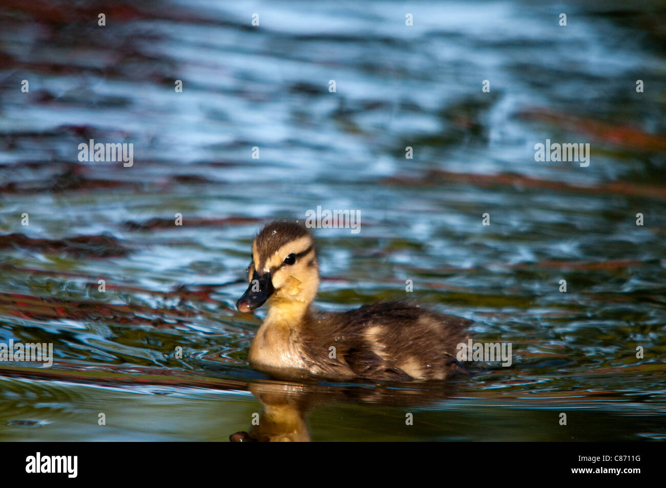 Baby Mallard duck and spring colors reflecting on the water Stock Photo ...