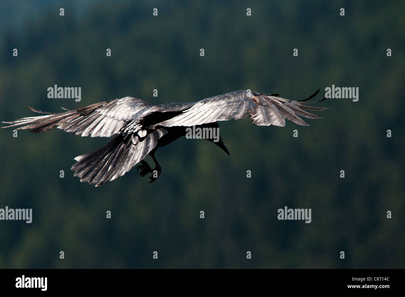 Raven hanging hi-res stock photography and images - Alamy