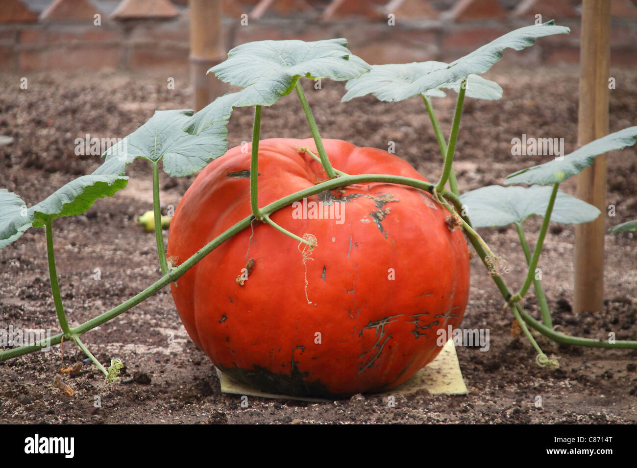 ripe pumpkins growing in field Stock Photo - Alamy