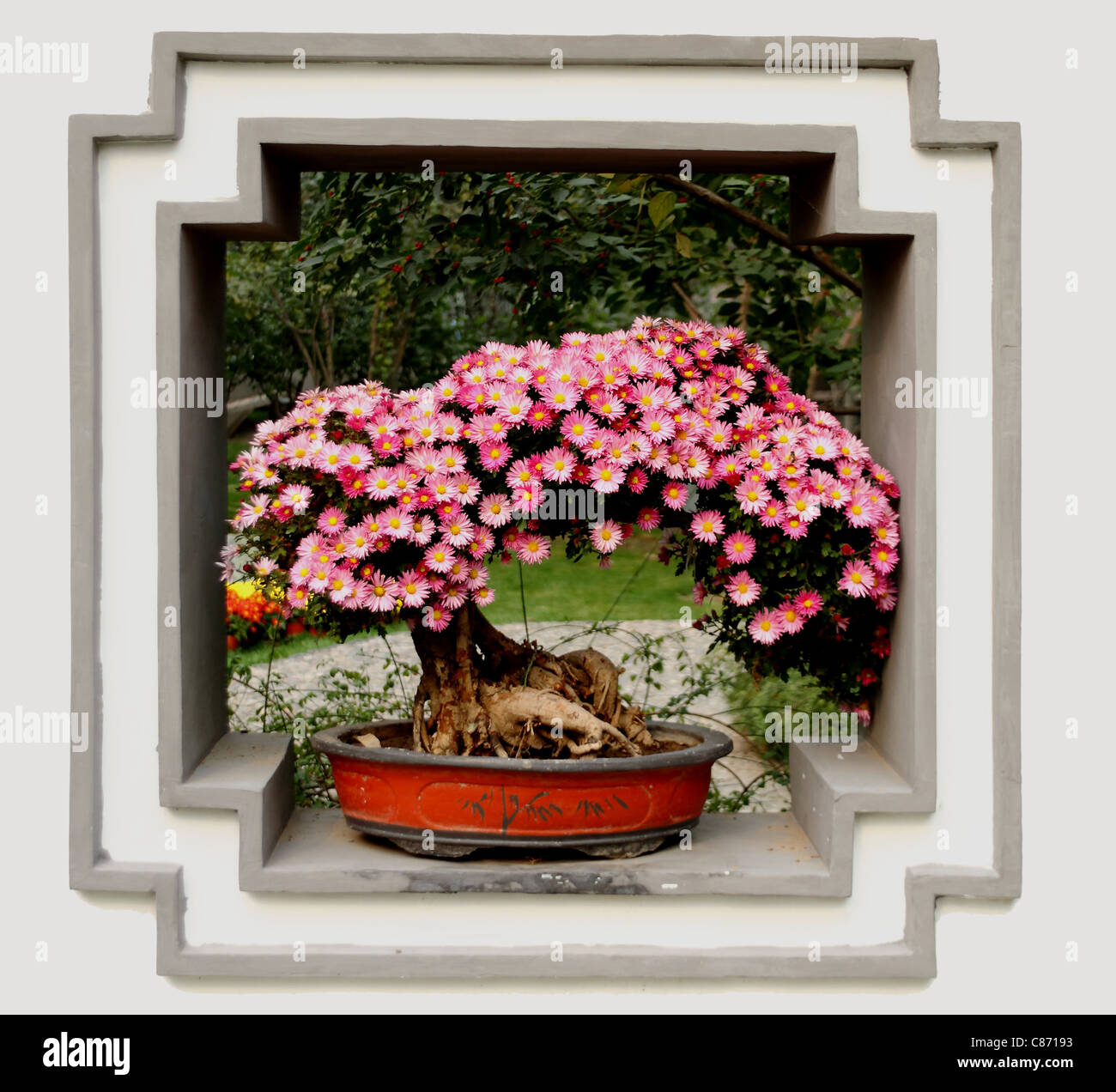 chrysanthemum bonsai in chinese style window Stock Photo - Alamy