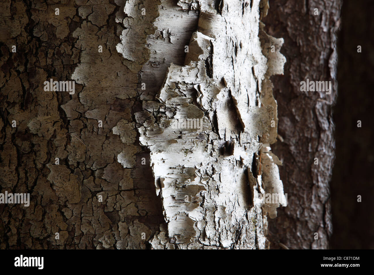 White birch tree bark, White Mountain National Forest, New Hampshire ...