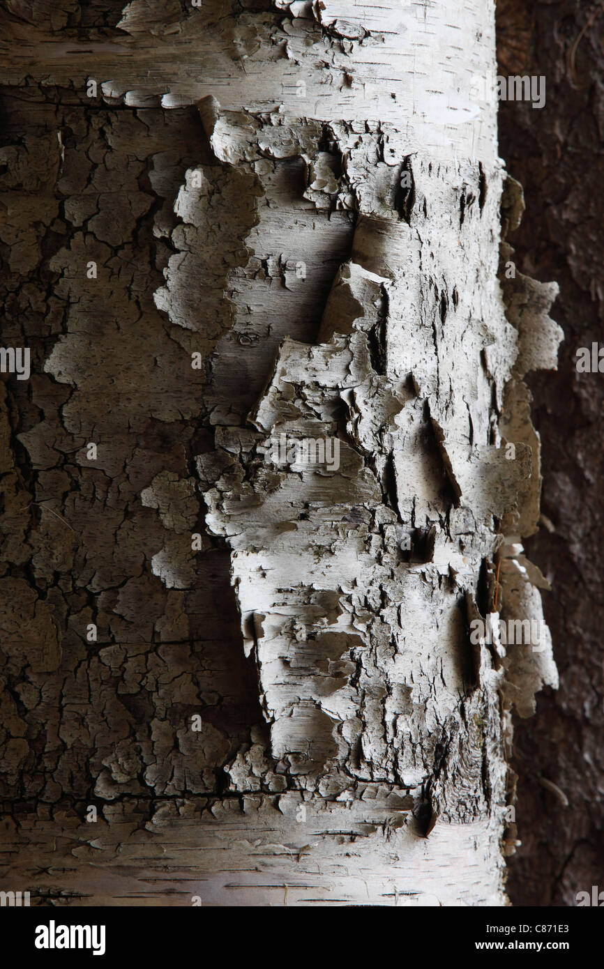 White birch tree bark, White Mountain National Forest, New Hampshire ...