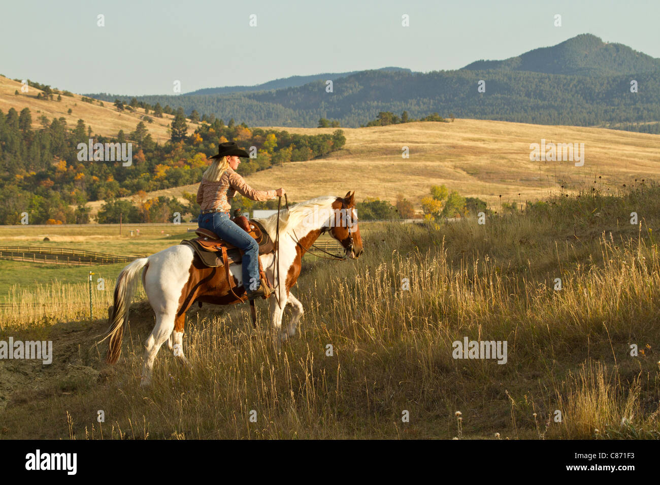 Appaloosa horse climb hi-res stock photography and images - Alamy