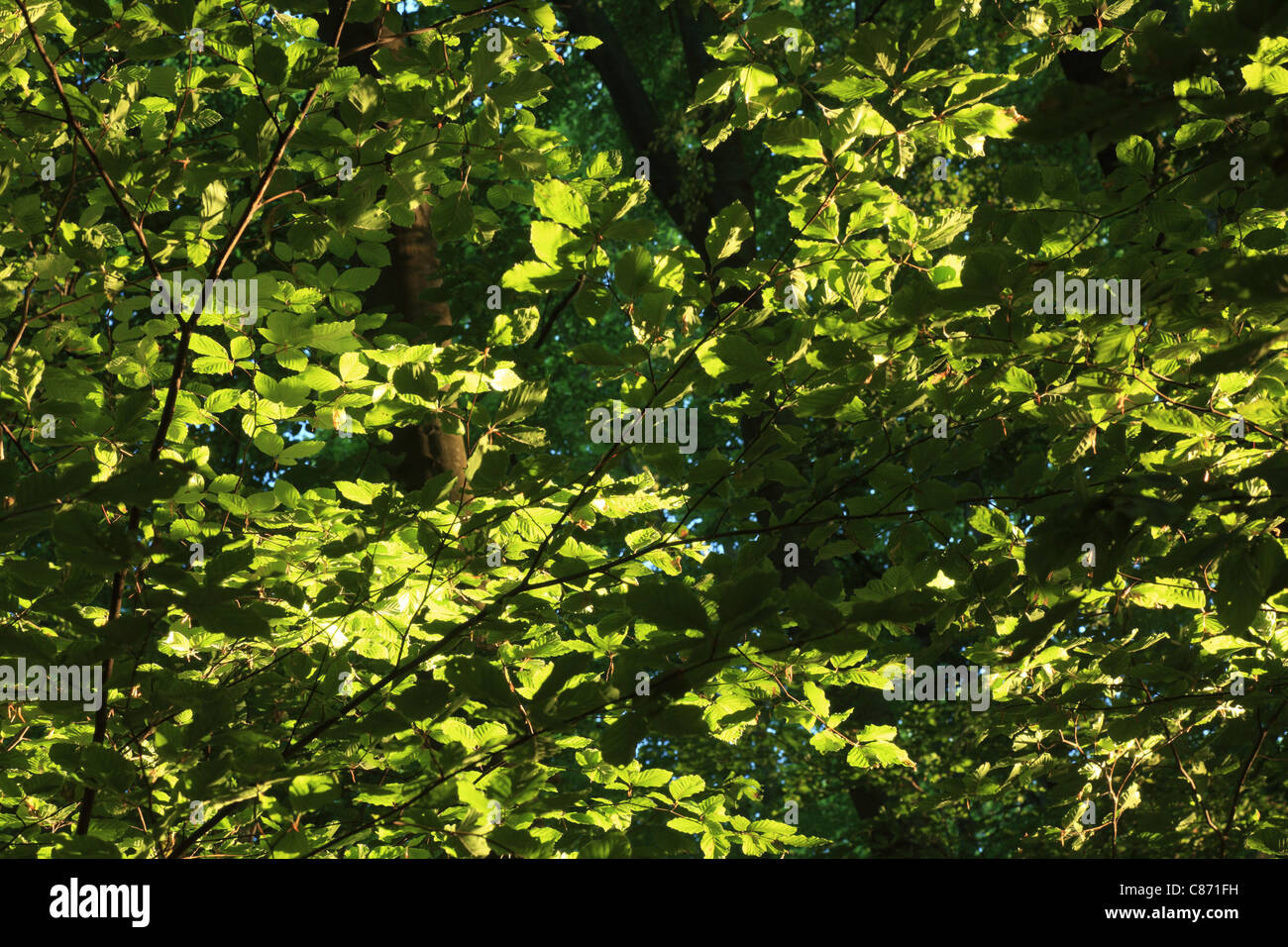 Bright light falling into the dark forest - nature Stock Photo - Alamy