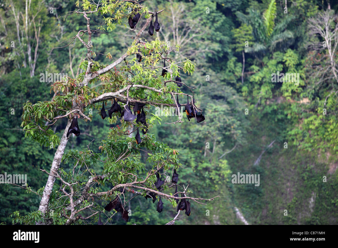 Flying foxes in tree hi-res stock photography and images - Alamy