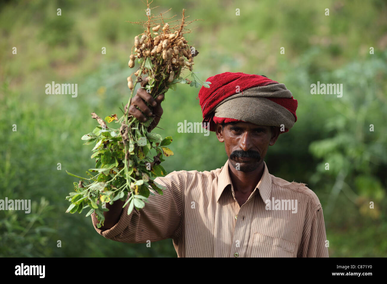 Picking peanuts hi-res stock photography and images - Alamy