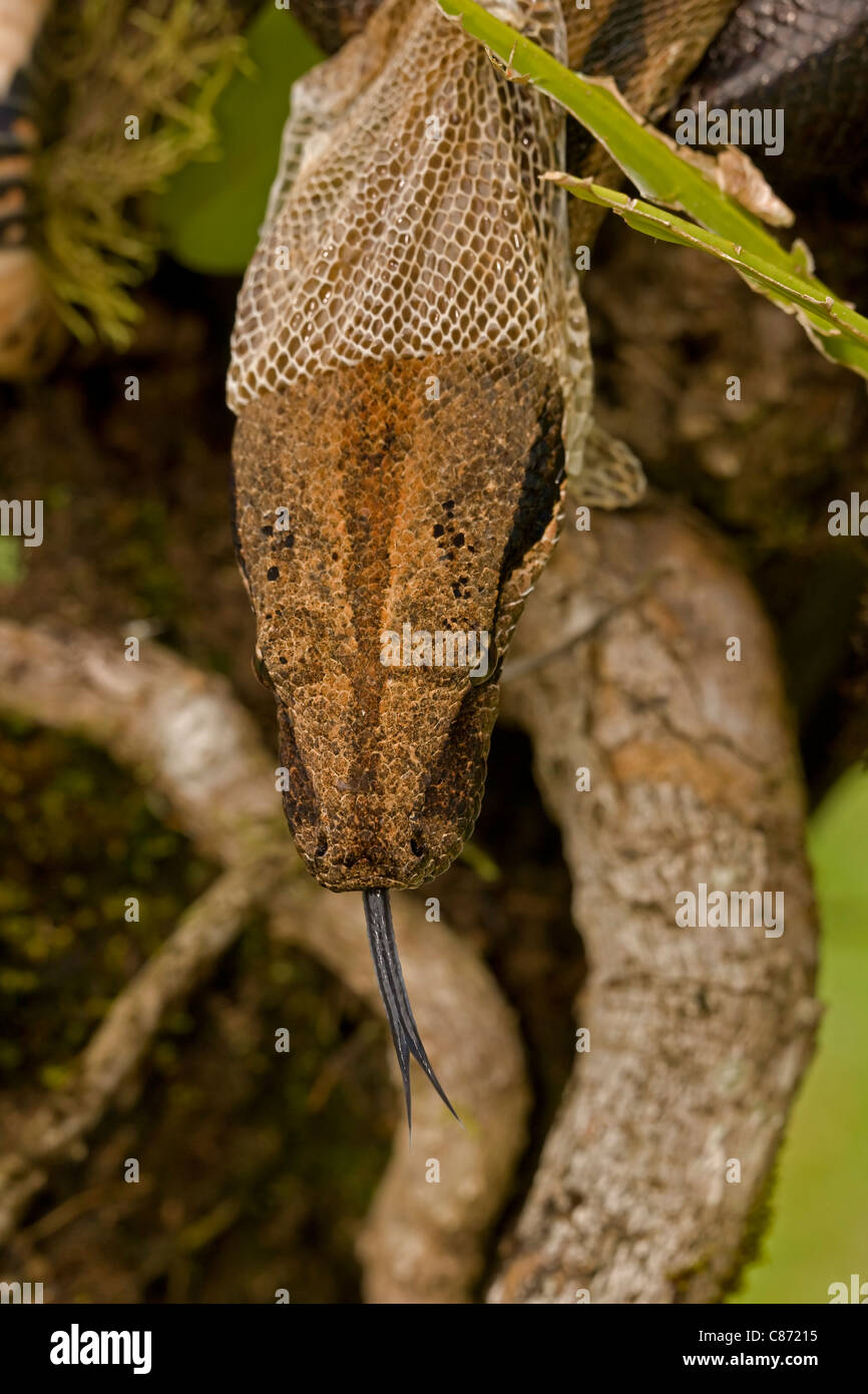 Boa Constrictor - (Boa constrictor)- Costa Rica- Tropical rainforest ...