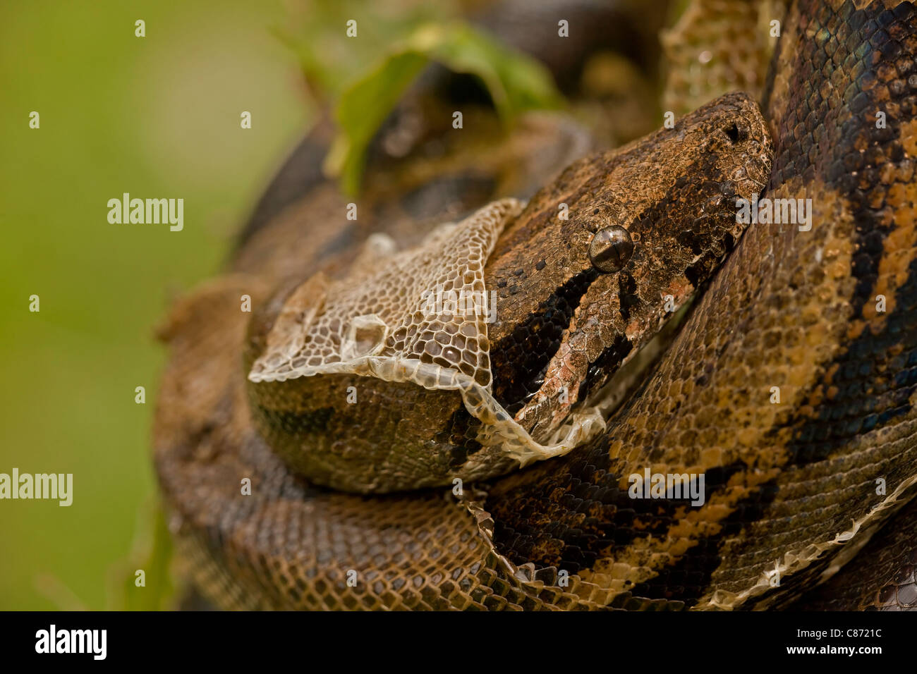 Boa Constrictor - (Boa constrictor)- Costa Rica- Tropical rainforest ...