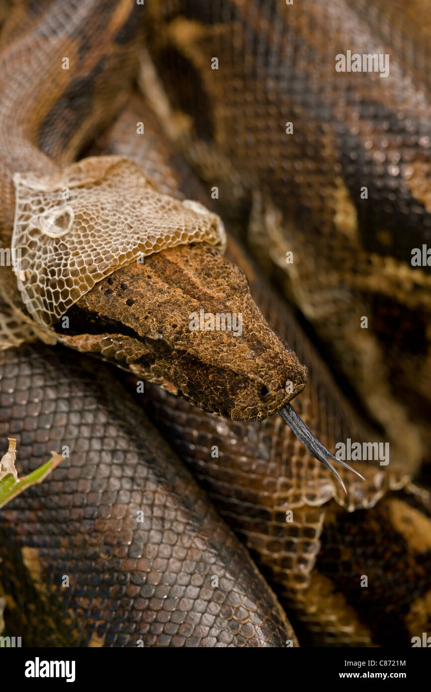Boa Constrictor - (Boa constrictor)- Costa Rica- Tropical rainforest ...