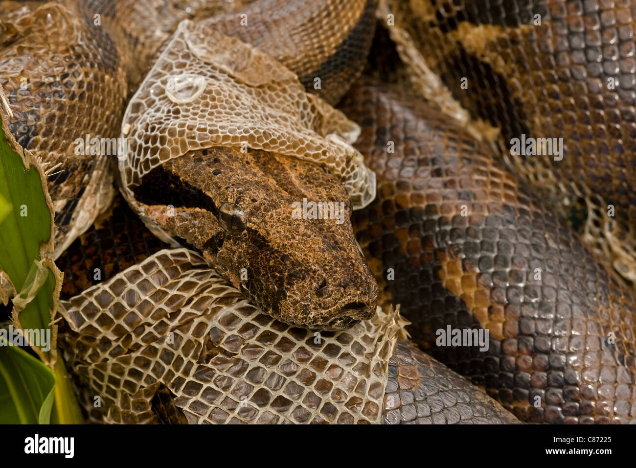 Boa Constrictor - (Boa constrictor)- Costa Rica- Tropical rainforest ...