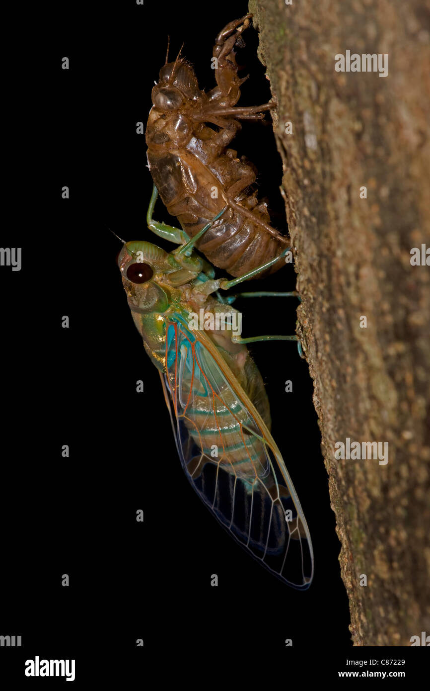 Emerald Cicada - Zammara smaragdina - Costa Rica - tropical dry forest ...