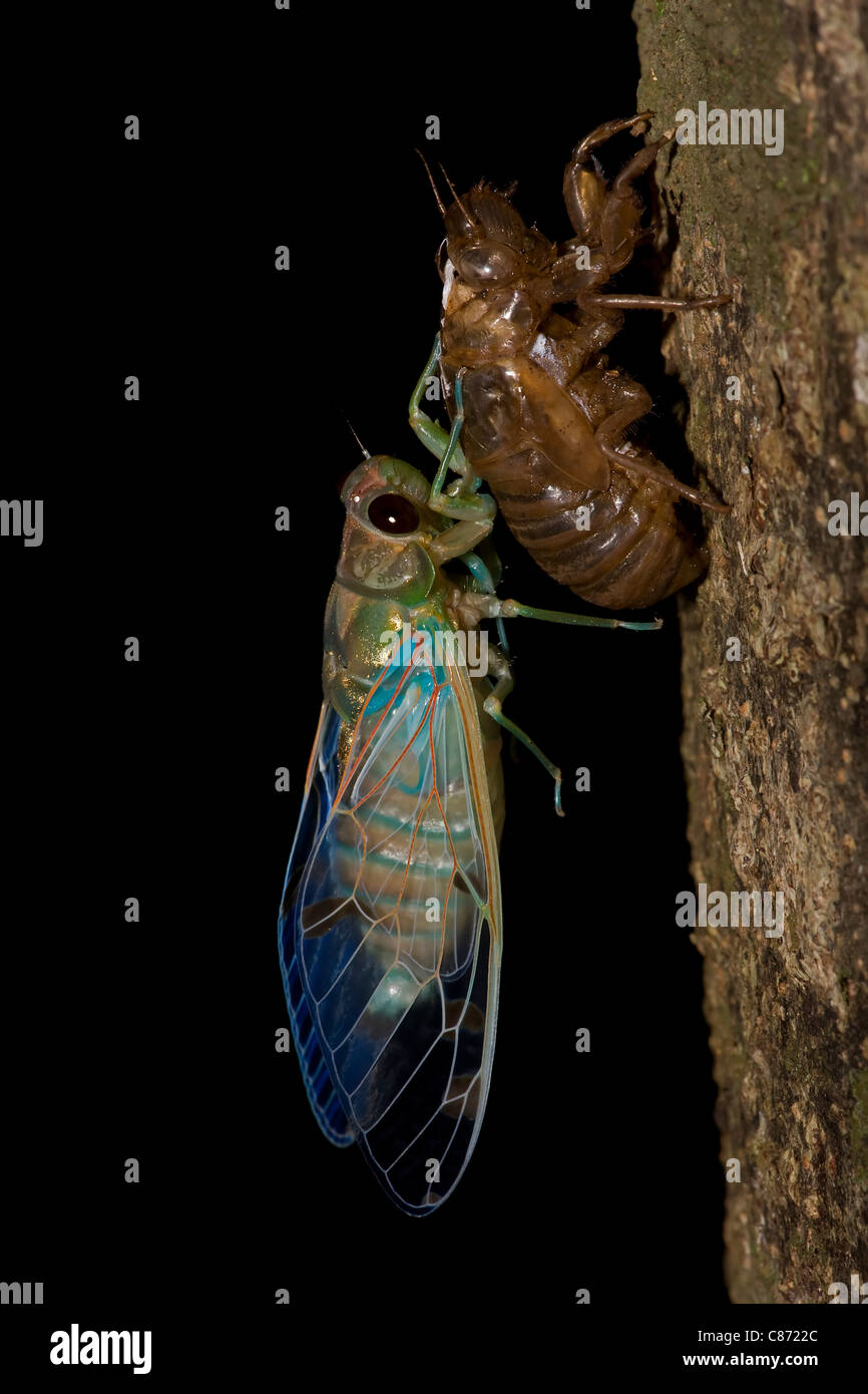 Emerald Cicada - Zammara smaragdina - Costa Rica - tropical dry forest ...