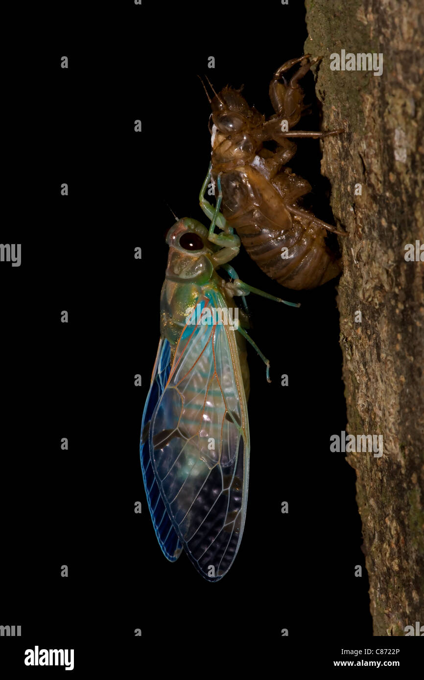 Emerald cicada hi-res stock photography and images - Alamy
