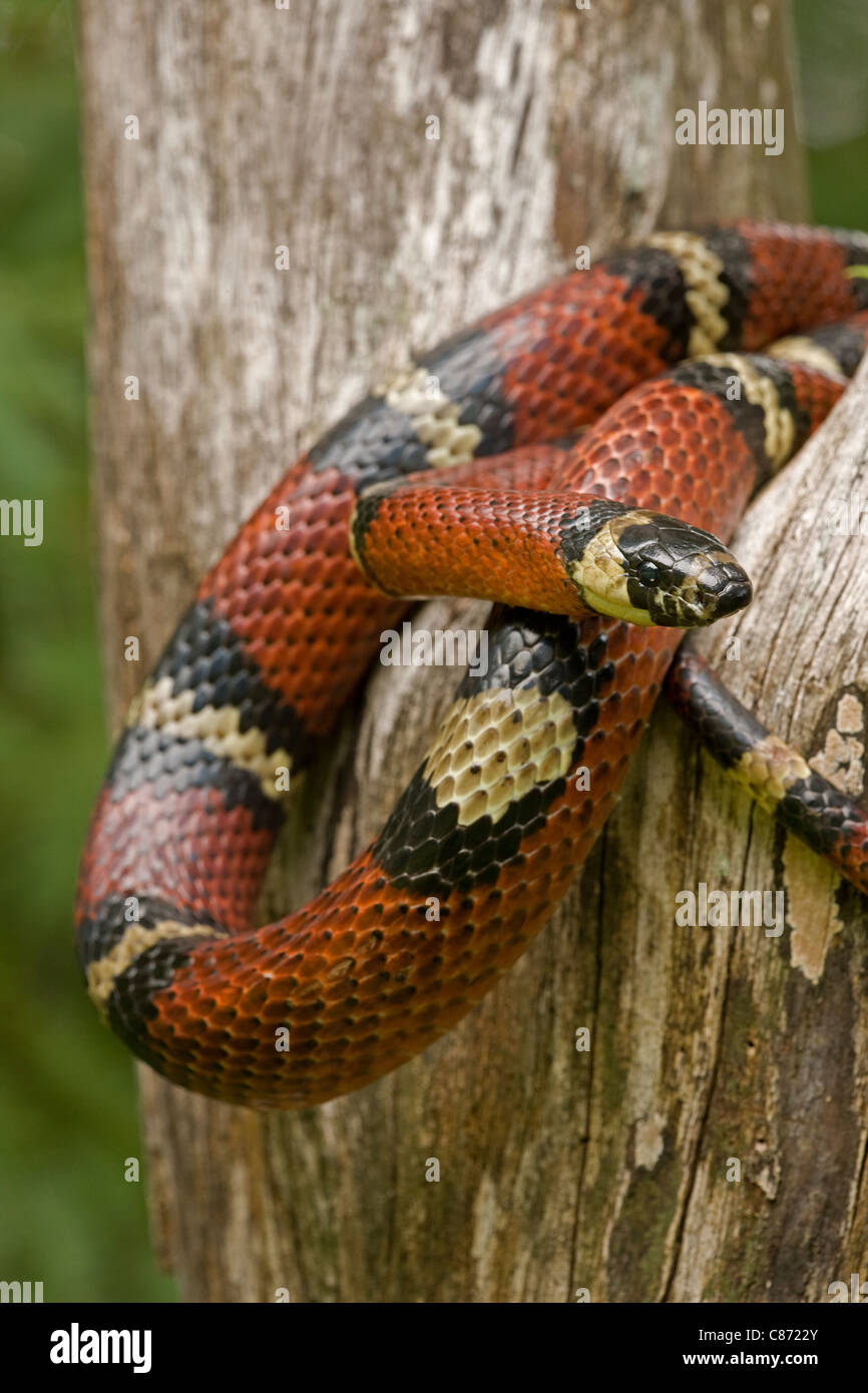 Tropical milksnake - (Lampropeltis triangulum) - Costa Rica - tropical ...