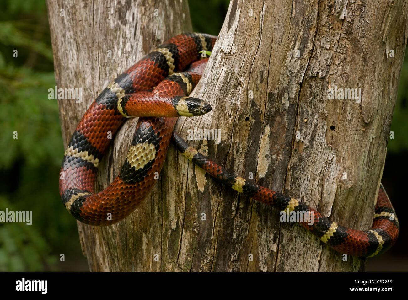 Tropical milksnake - (Lampropeltis triangulum) - Costa Rica - tropical ...