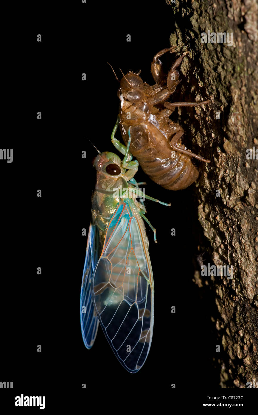 Emerald Cicada - Zammara smaragdina - Costa Rica - tropical dry forest ...