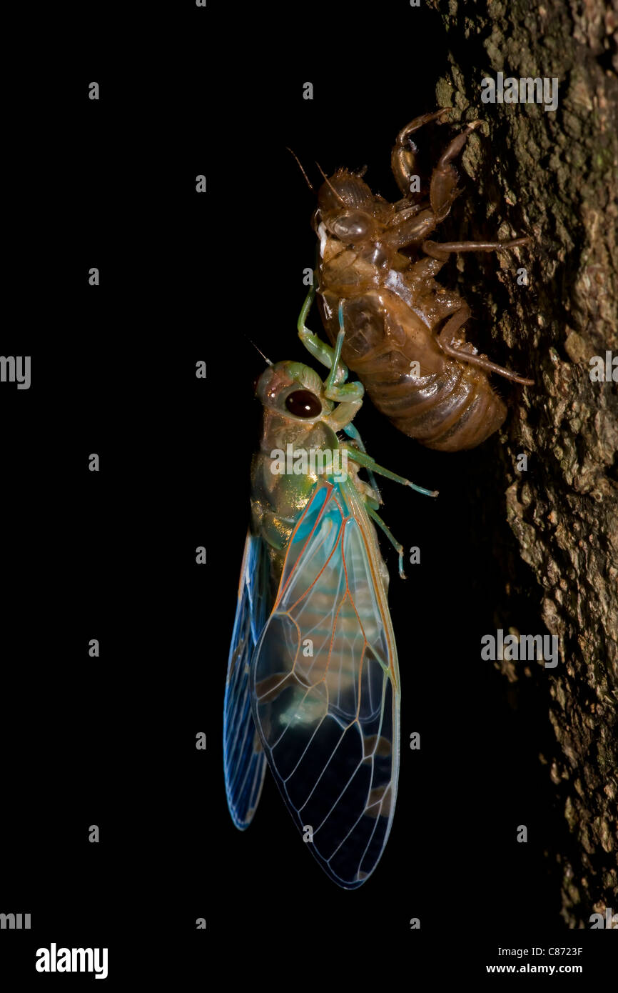 Emerald Cicada - Zammara smaragdina - Costa Rica - tropical dry forest ...