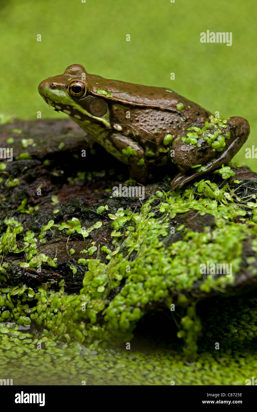 Green Frog - (Rana clamitans) - New York - U.S.A. - in duckweed Stock ...