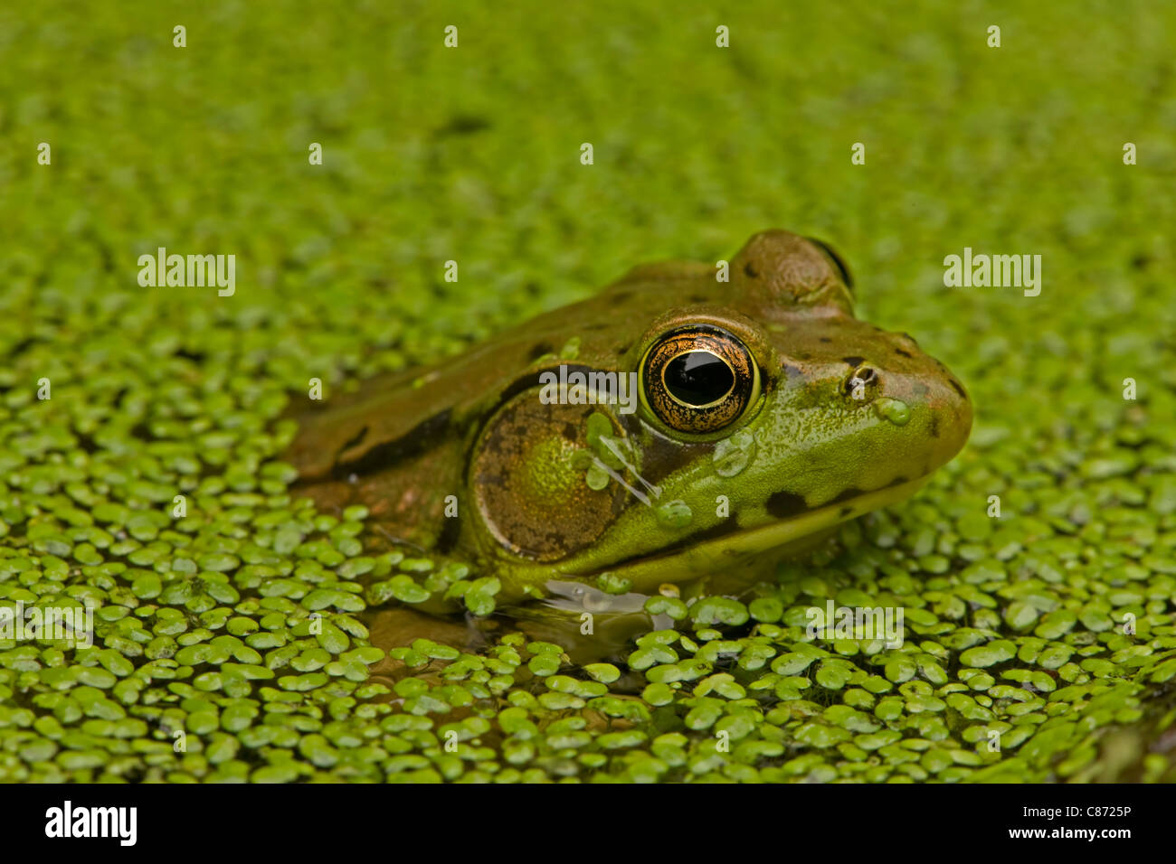 Frog in duckweed hi-res stock photography and images - Alamy