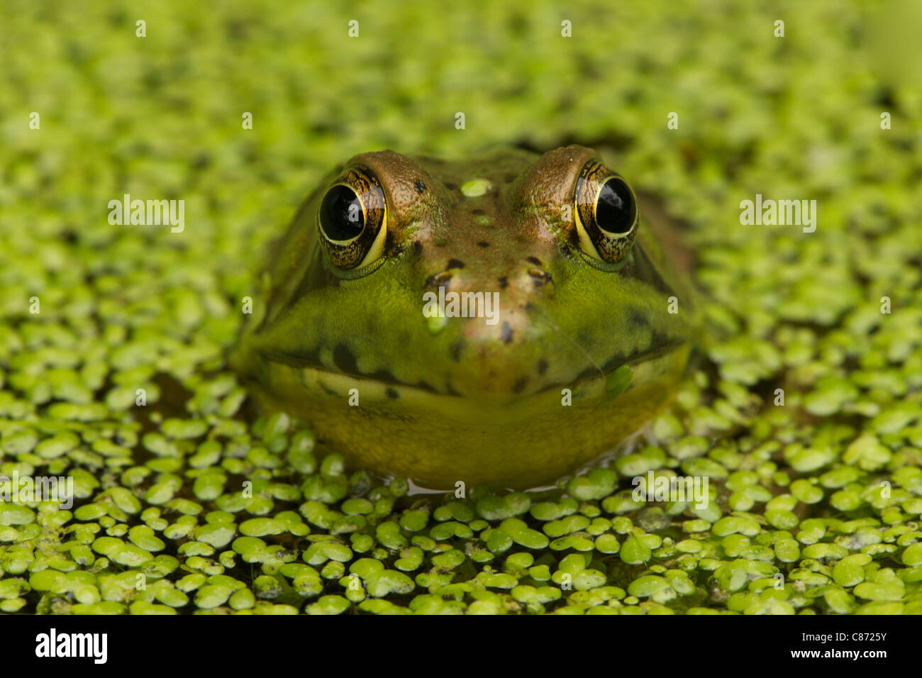 Chytrid skin frog hi-res stock photography and images - Alamy