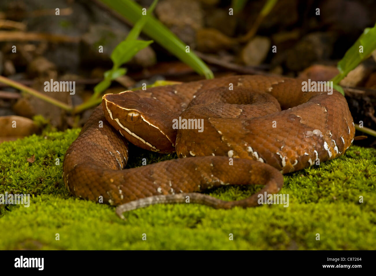 Cantil - (Agkistrodon bilineatus) - Costa Rica - Venomous - pit-viper ...
