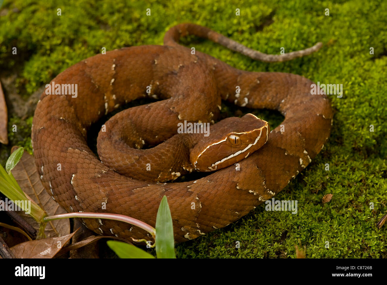 Cantil - (Agkistrodon bilineatus) - Costa Rica - Venomous - pit-viper ...